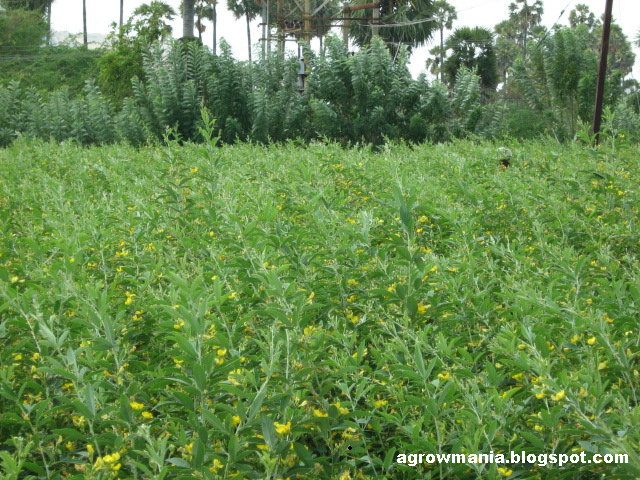 Agroforestry - A blog on Agrihortisilviculture: Pigeon pea (Red gram ...