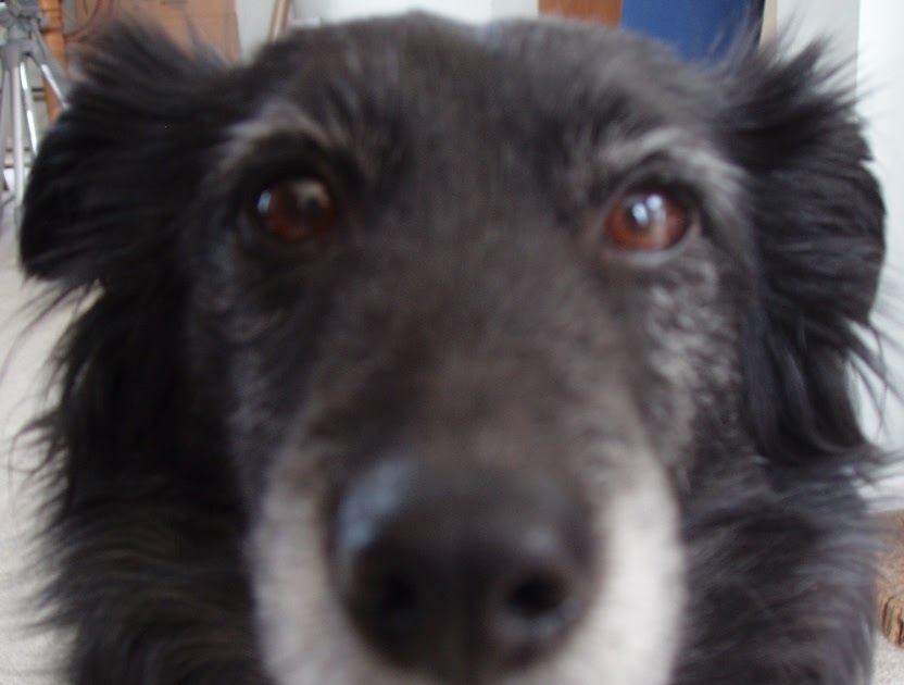 The Days of Johann, an agility dog!: Whoa baby!