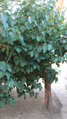 AMOROMA: Granita di Gelsi