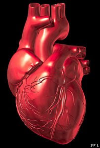cuerpo humano: Corazon