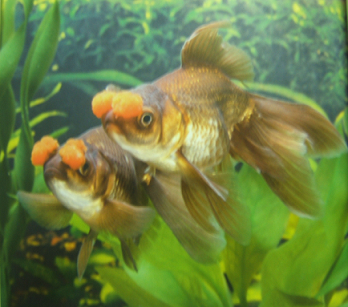 why does my oranda have puffy nostrils? : r/Goldfish