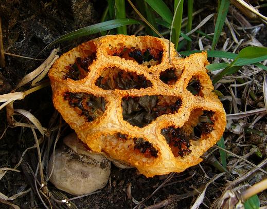 Ao noroeste do Noroeste...: Dos fungos, do fungar.