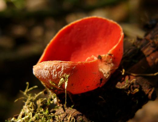 Ao noroeste do Noroeste...: Dos fungos, do fungar.