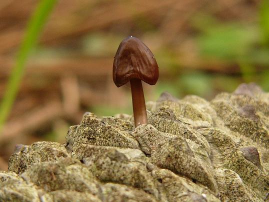 Ao noroeste do Noroeste...: Dos fungos, do fungar.