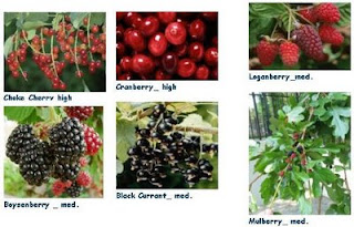 BIJI APRIKOT DAN KANSER: Vitamin B17 - Terapi Alternatif Untuk Kanser ...