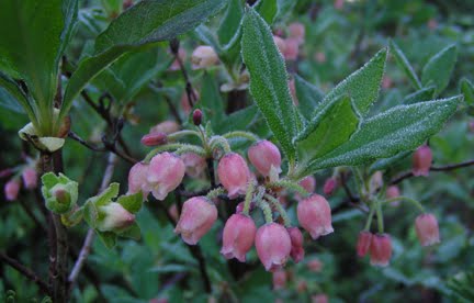 White Mountain: May 2016