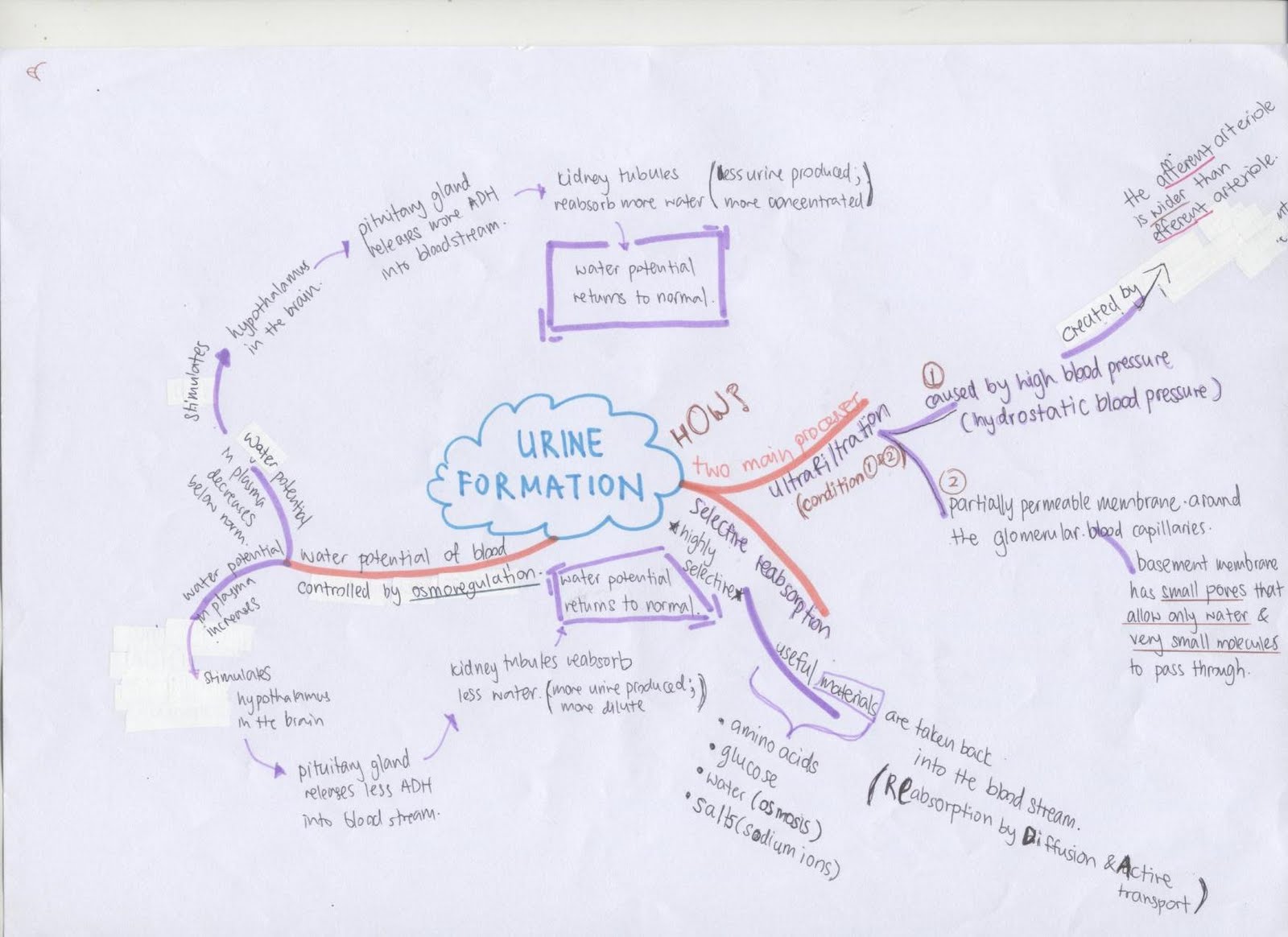 mschong.bio: Urine Formation by Tashryn, Mariani and Michelle L