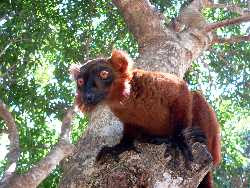 Avahi Woolly Lemurs - WEBlogs21 Education: One New Idea Every Day