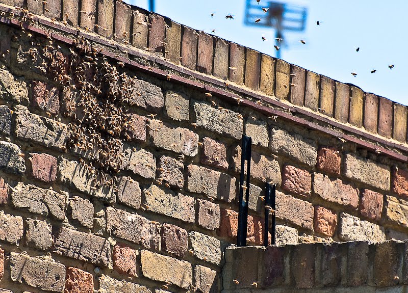 lubo - distinguished photography: Summer is here! A swarm of bees in ...