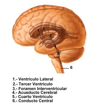Tu Neurociencia: Sistema Ventricular y LCR