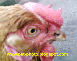 Giriraja Chicken- The Forest King |Photos of Pets