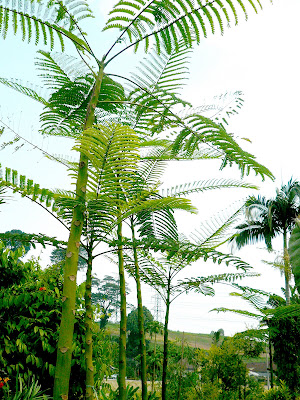 Evica's Landscape Galleria: Schizolobium Parahyba