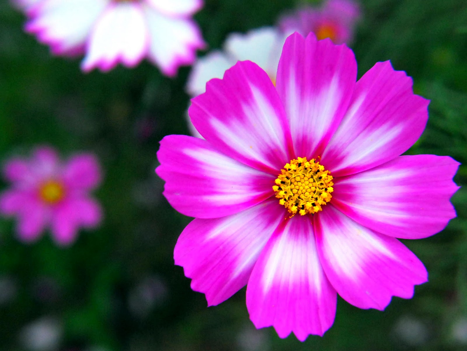 celoteh ckynwan: bunga cosmos segar dari kebun ha ha ha