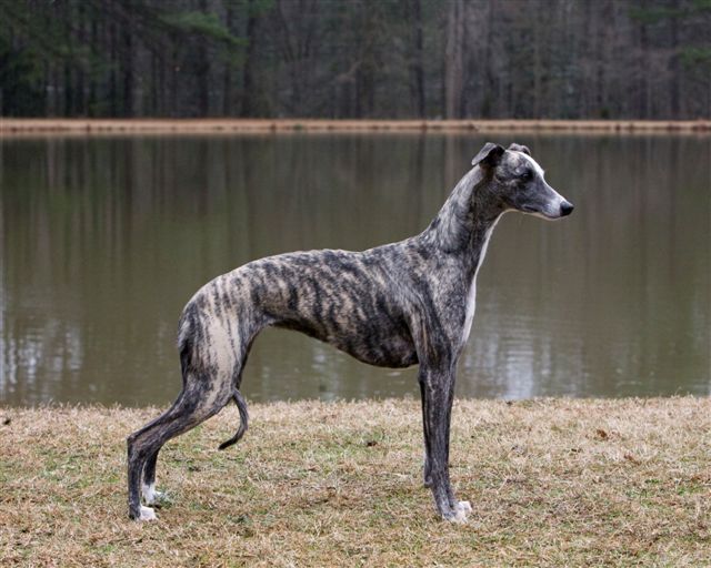 Sowagla Whippets: Arrival of a beautiful batch of brindles