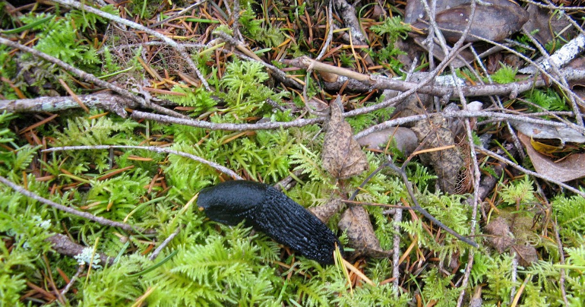 Powell River Books Blog: Coastal BC Animals: Black Slug