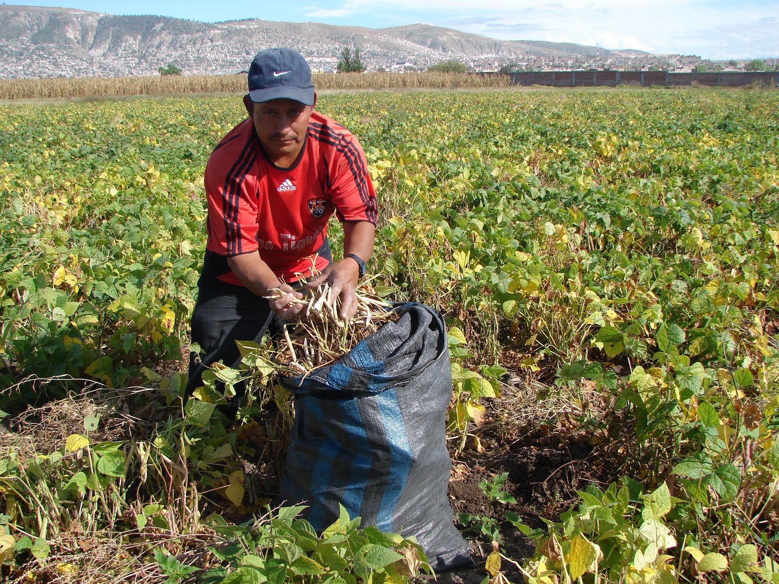 Impacto Agrario: HOMENAJE AL CAMPESINO POR SU DIA