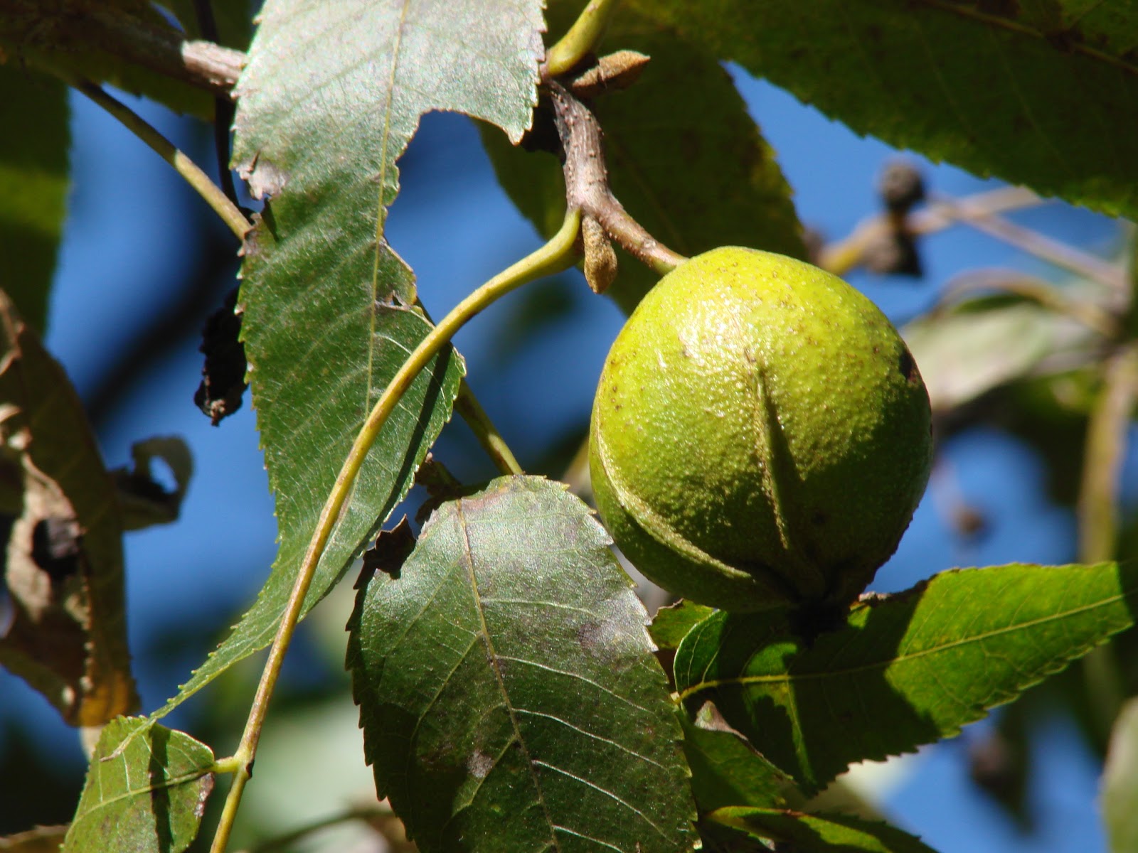 Nature Devotions : Bitternut Hickory