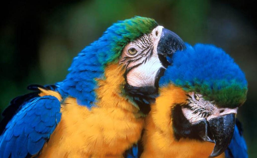 The Show Must Go on: Sr. Arara