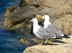 REFLEXIONES: Cayetano Ripoll, maestro, última víctima de la Inquisición