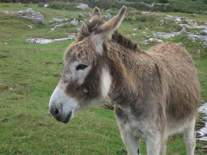 European Adventures: The Burren