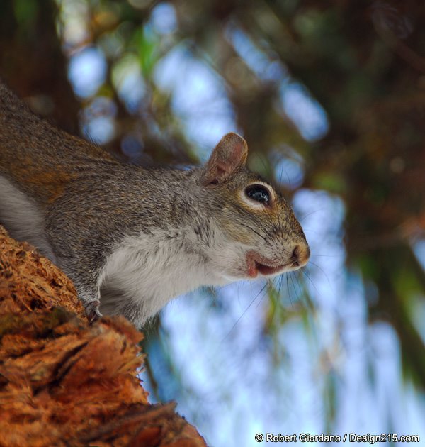 Robert Giordano's Photo of the Day: Whistling Squirrel