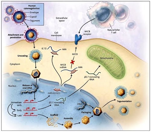 viromedica: CITOMEGALOVIRUS