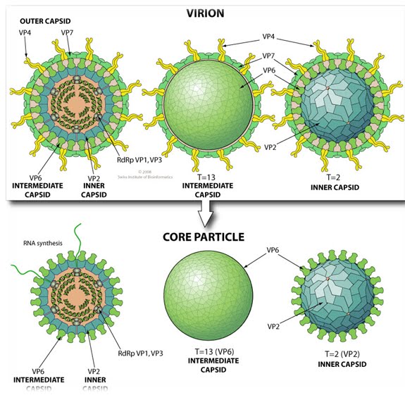 viromedica