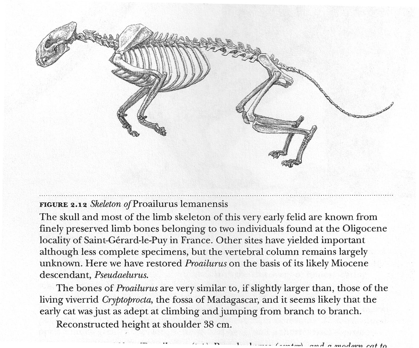 Evolutiebiologie: Fossiele Felidae
