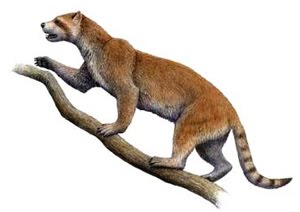 Evolutiebiologie: Valse duimen