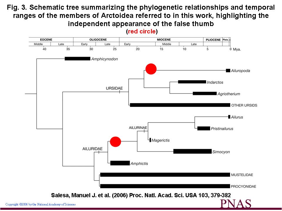 Evolutiebiologie: Valse duimen