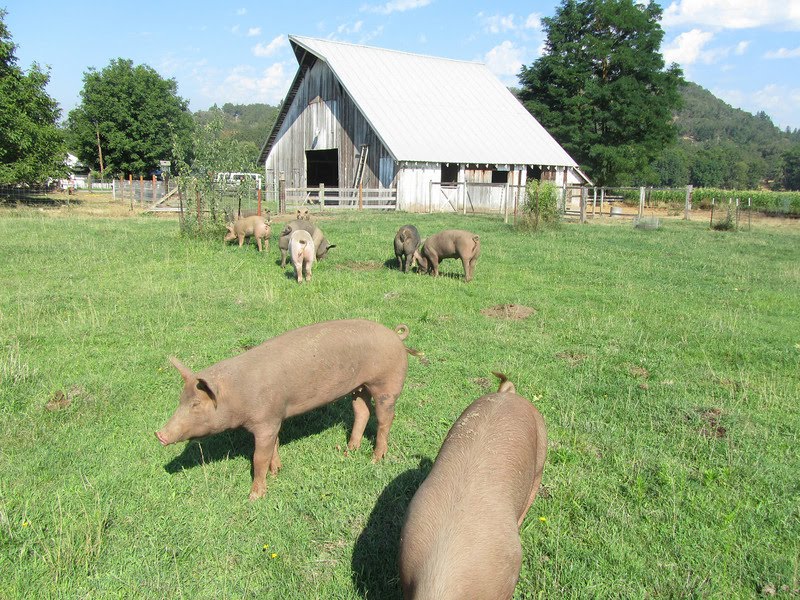 O'Brien's Family Farm: Pigs on the Farm