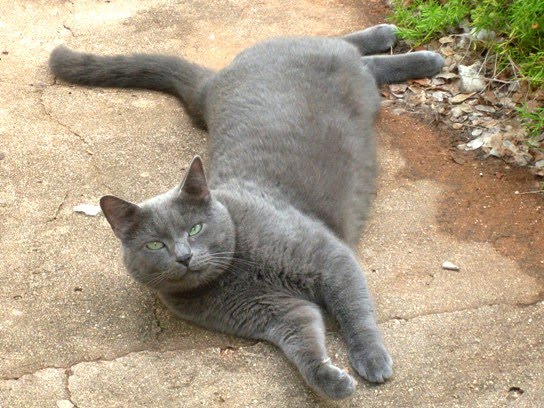 mainly mongoose: When cats monkey about