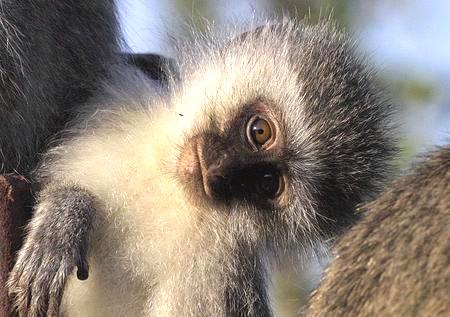 mainly mongoose: When cats monkey about