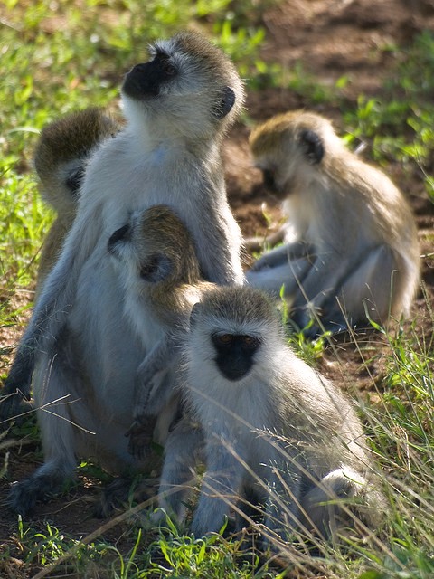 mainly mongoose: Monkey see, monkey do (well, sometimes)