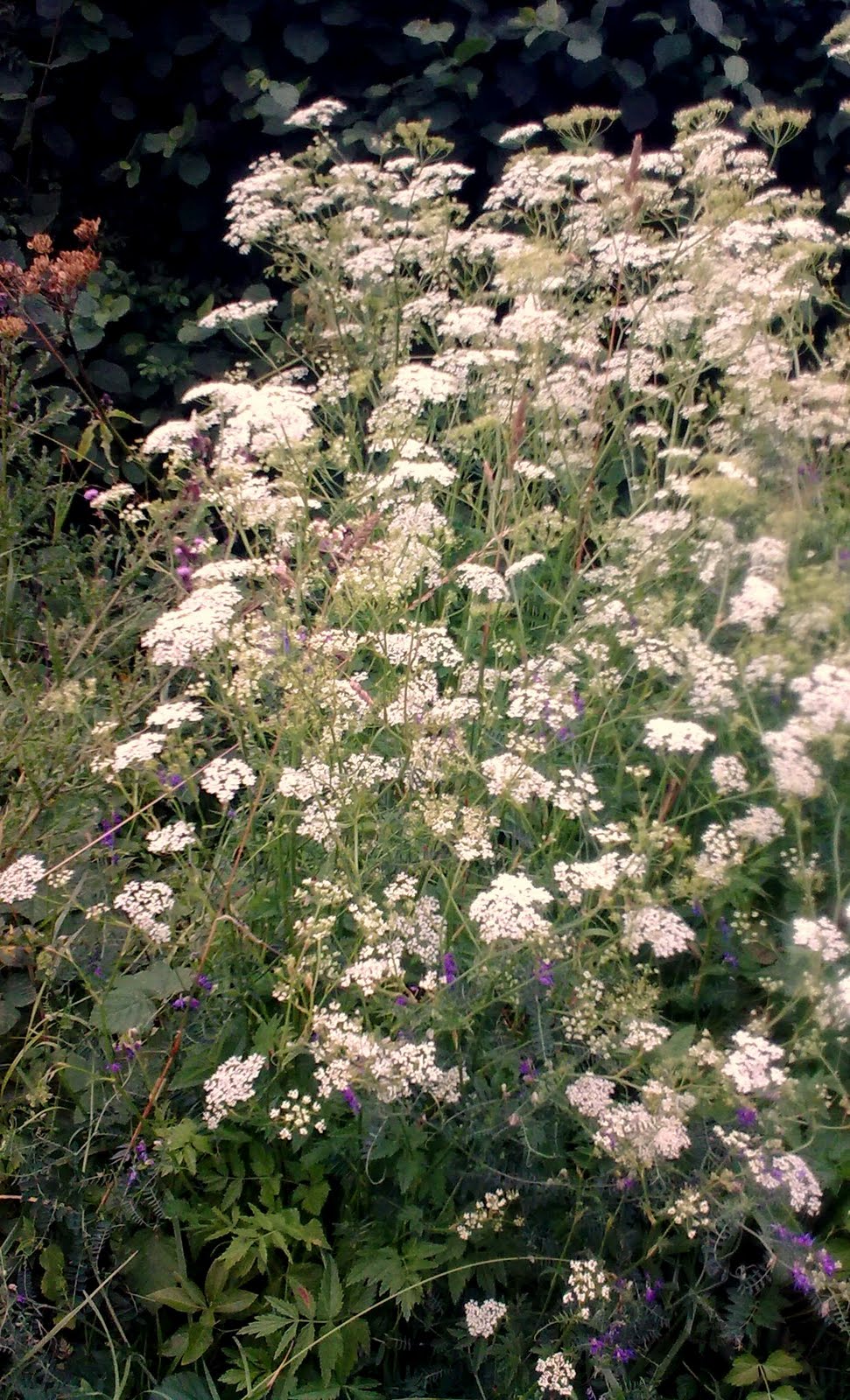 Nick's Nature Notes: Unbelievable umbellifers