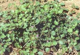 Herbs-Treat and Taste: WHAT IS GUGGUL? INDIAN BDELLIUM OR FALSE MYRRH ...