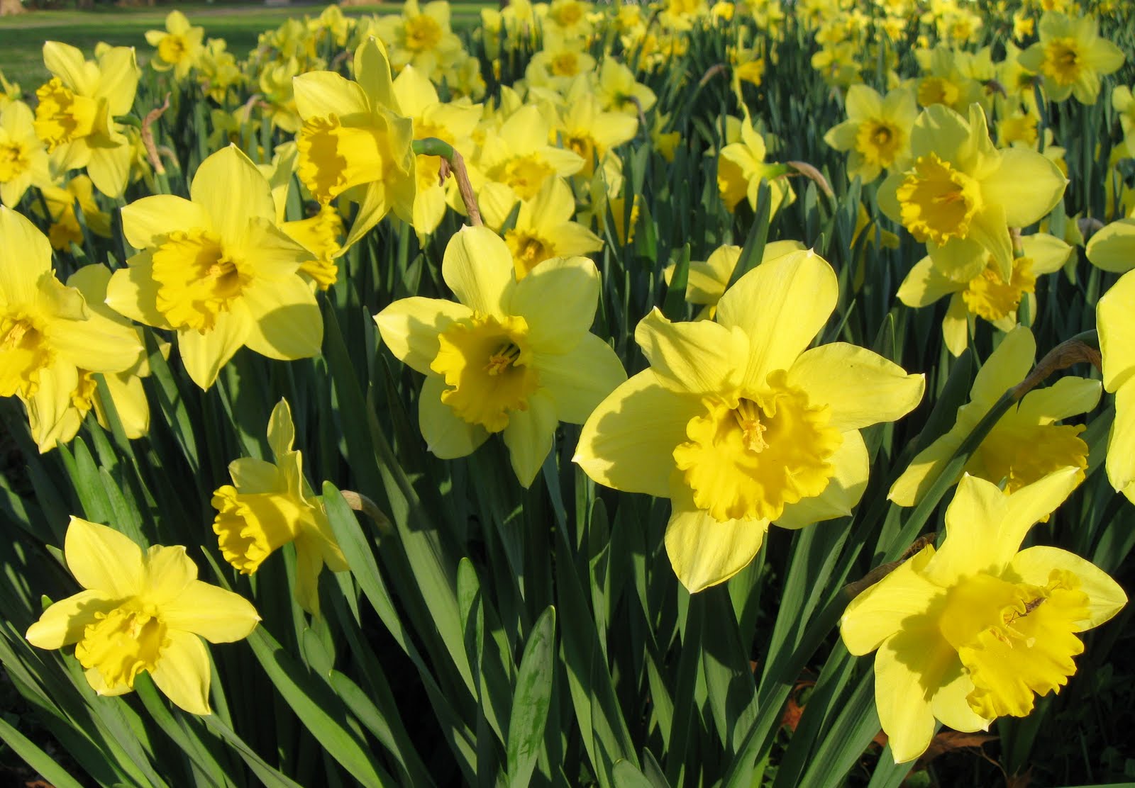 Garden Dream: May 2010