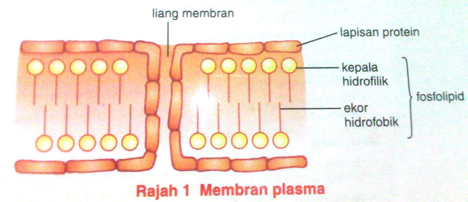 Anda dan sains: Struktur sel
