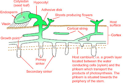 MBSSKL SIXTH FORM SCIENCE AND MATHEMATICS SOCIETY: Superflower: Rafflesia