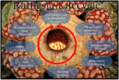 MBSSKL SIXTH FORM SCIENCE AND MATHEMATICS SOCIETY: Superflower: Rafflesia