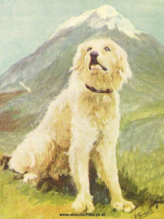 EL PUMI Y EL MUCUCHIES...: EL PERRO NEVADO 3 parte