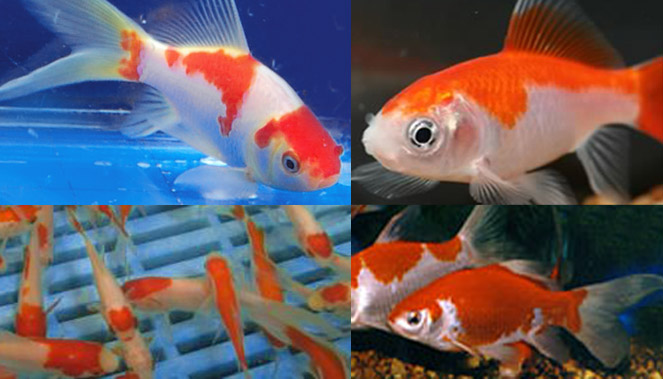 Dicostarfish - Gallery Ikan Hias Air Tawar: komet - Goldfish Red Comet ...