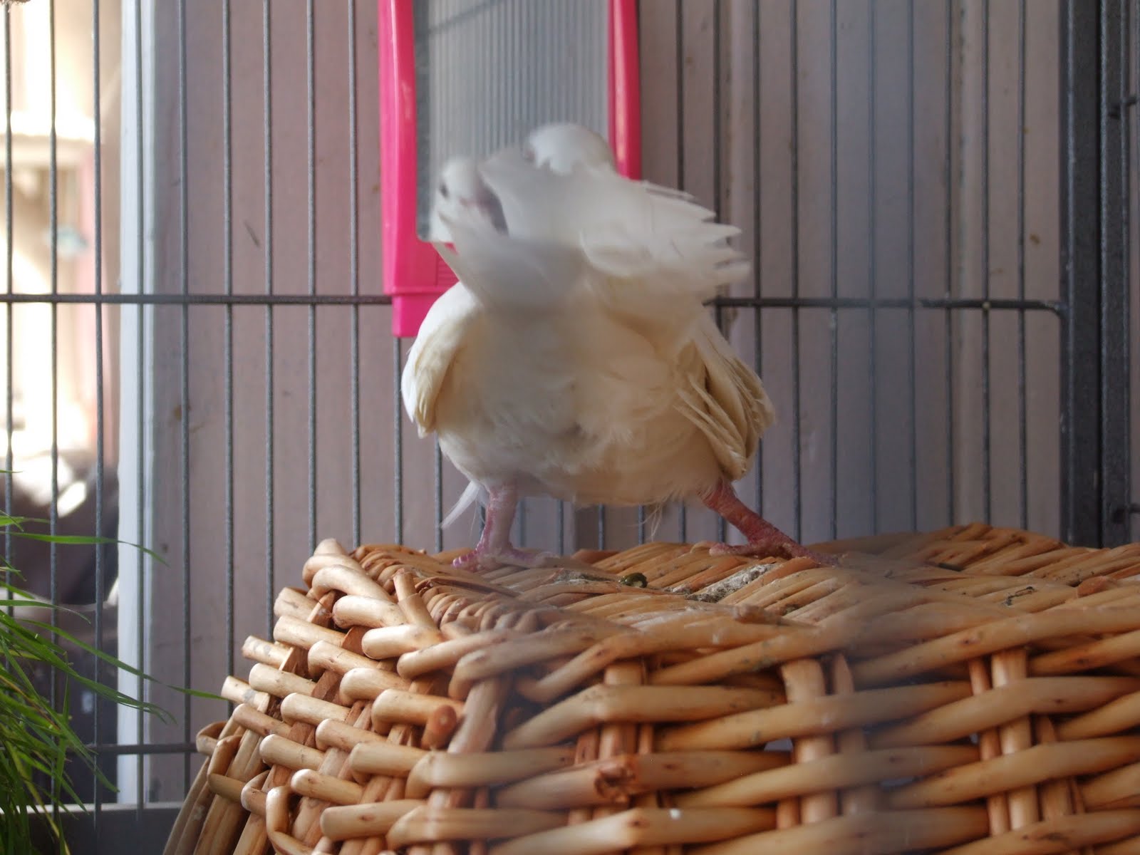 the rescue report: Pierre & Piper UPDATE 8/3/10