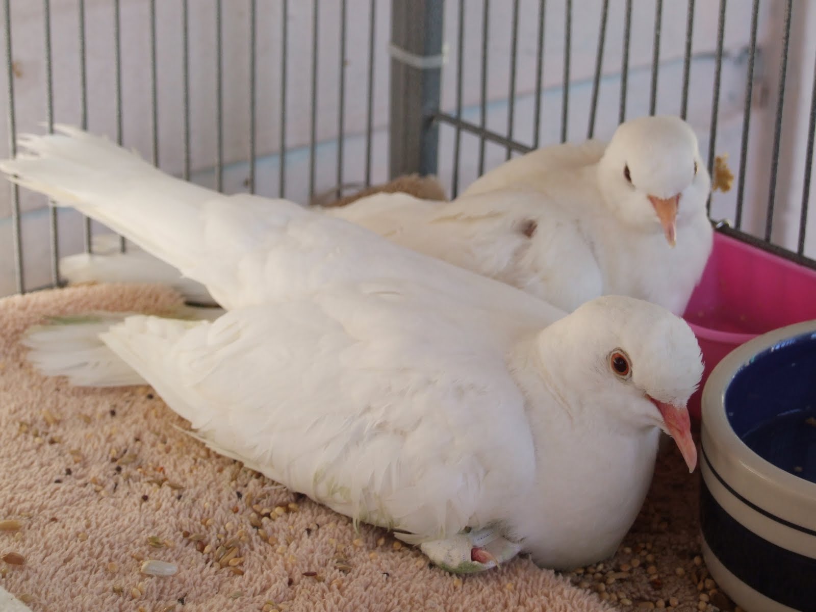 the rescue report: Pierre & Piper UPDATE 9/15/10