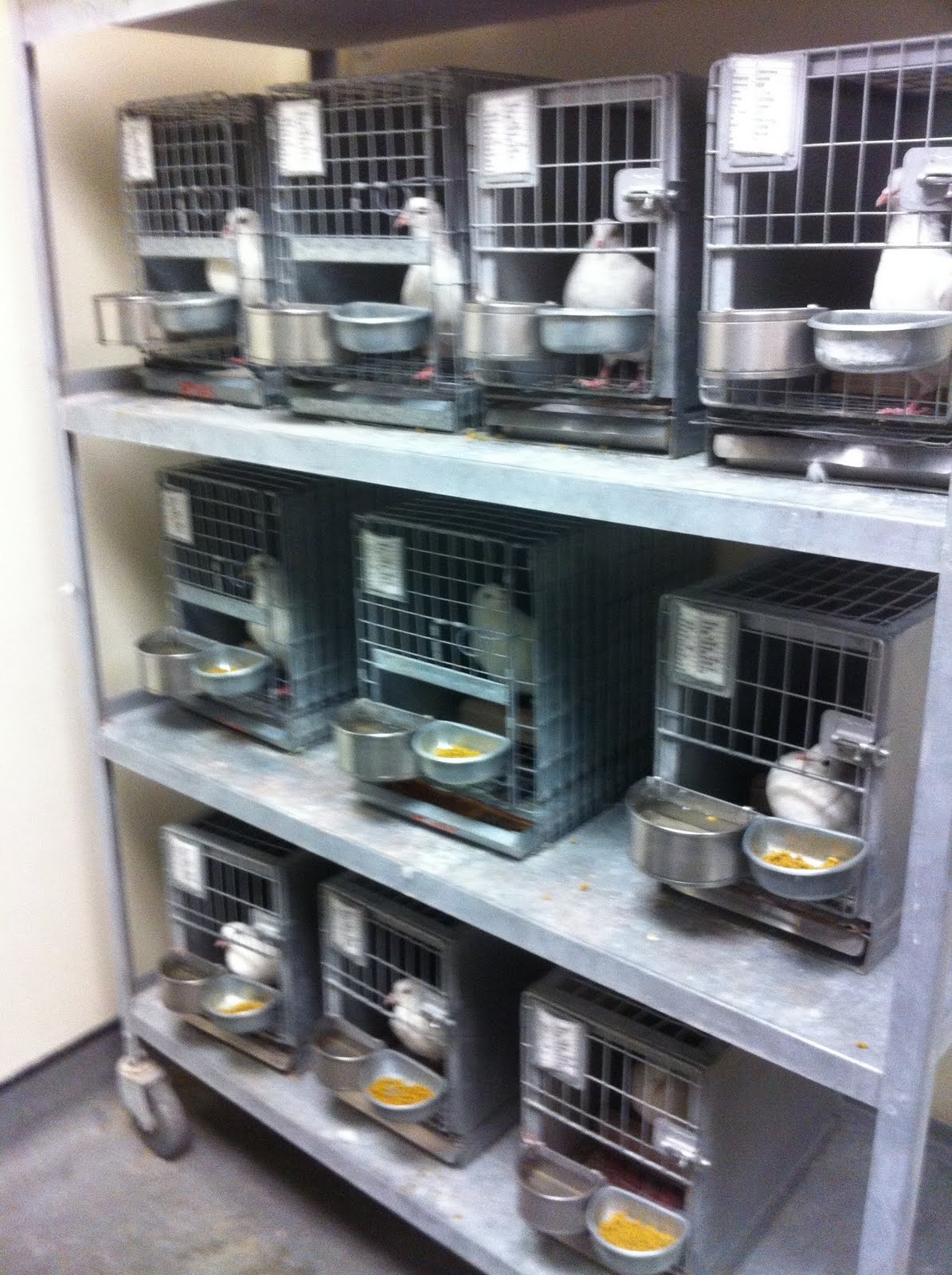 the rescue report: Lab Pigeons Can Count