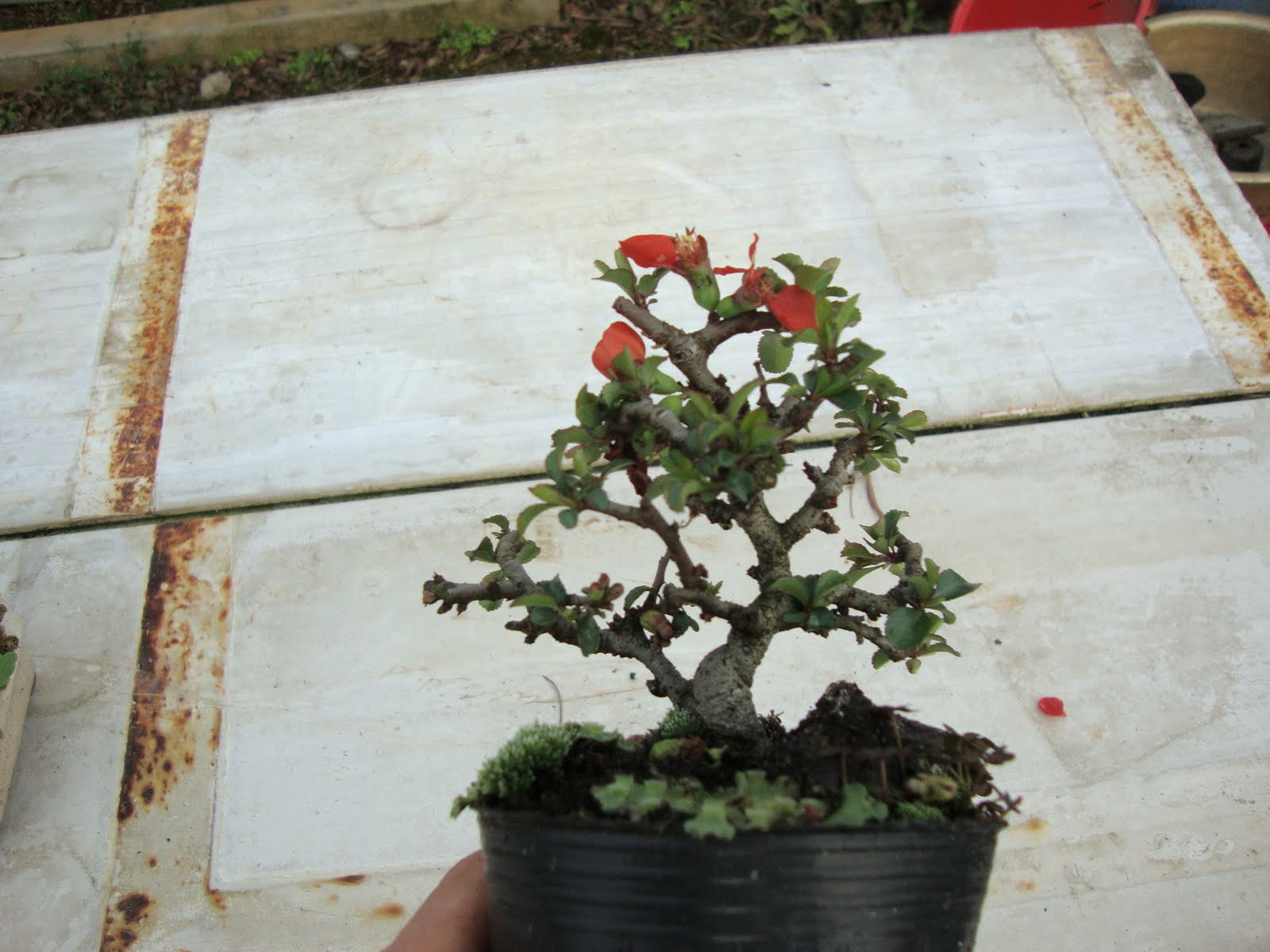 kingii: dia6, choumi se va