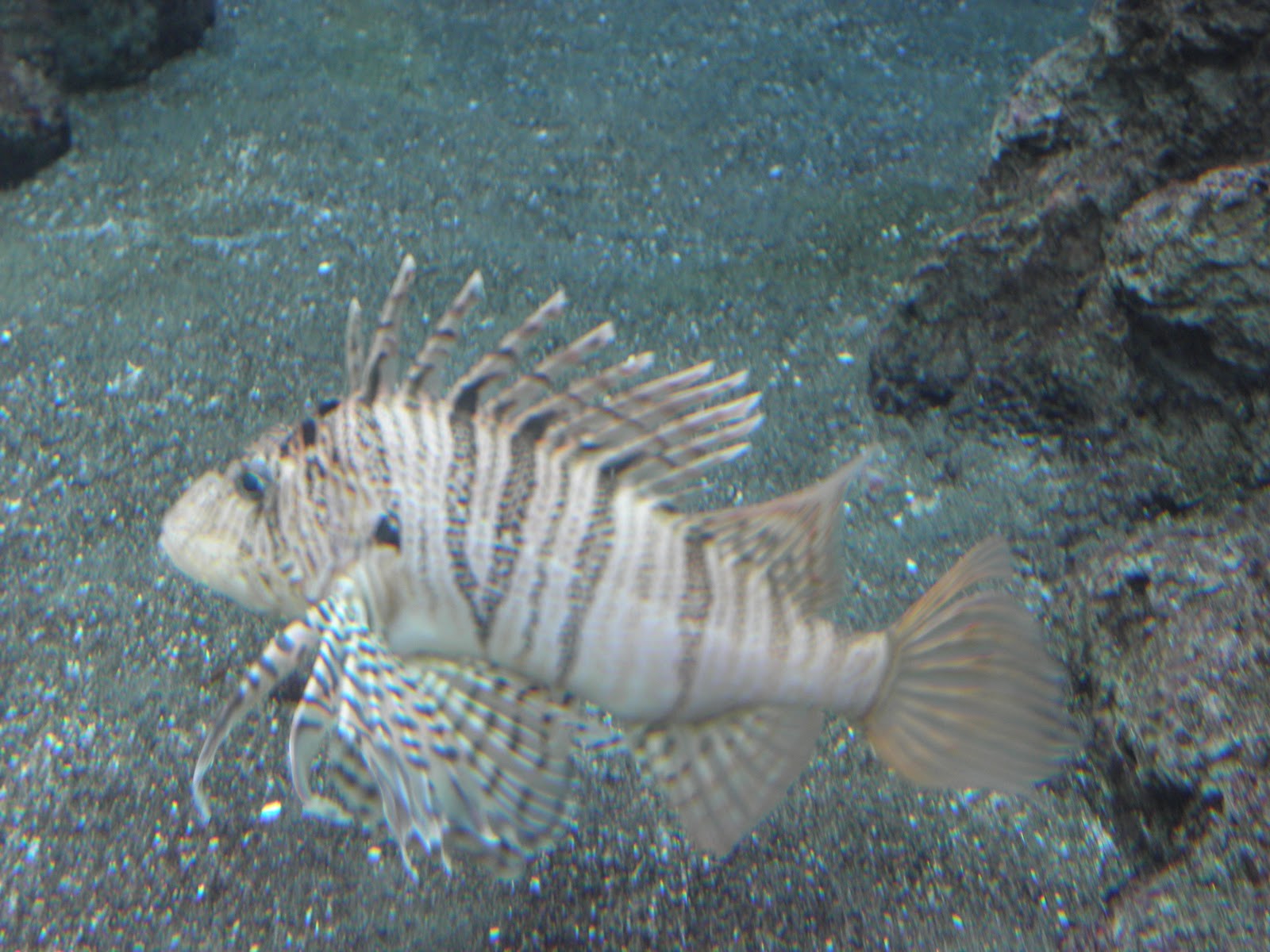 ALL ABOUT JAPAN : Dariku khusus untukmu sahabatku....: Tokyo Sea Life ...