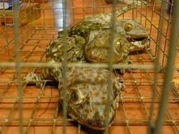 keNali Lah toKek...maHaL niE..fRom inDoneSia kaTanYa...