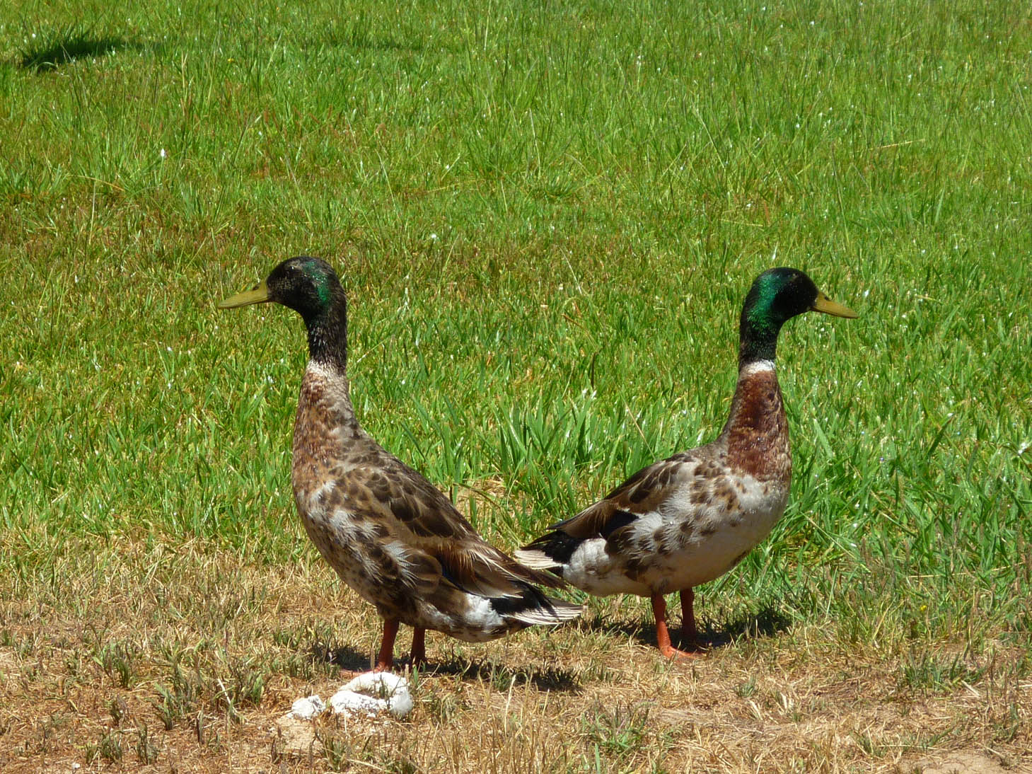 SERRA NATUREZAS: Patos