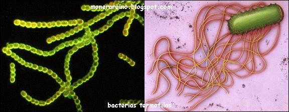 REINO MONERA